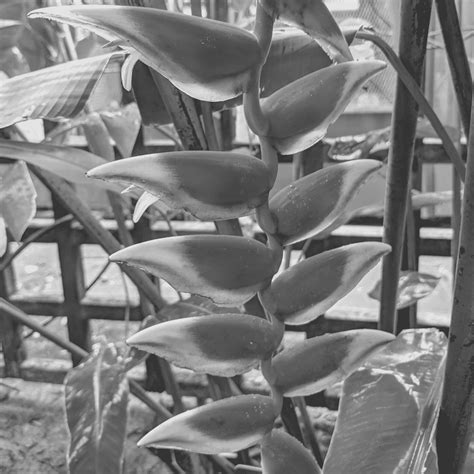 Collected Ruby Gracefuldev