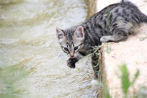 Wild Kittys Xi By Bokkoibz On Deviantart