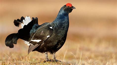 Grouse Species