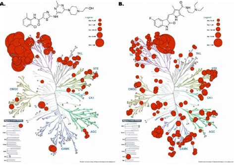 Examples Of Poor Selectivity Of Kinase Inhibitors This Figure Shows Download Scientific