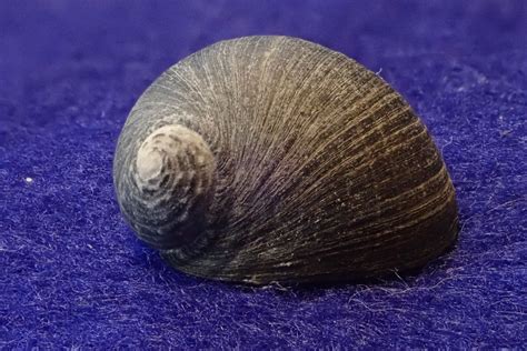 Pipipi Waikiki Honolulu Hawaii Island Hawaii Honolulu Waikiki Hawaii Island Honolulu Hawaii