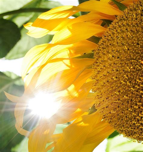 Sun Flare Flower Girasoles Flor Girasol Flores Exóticas