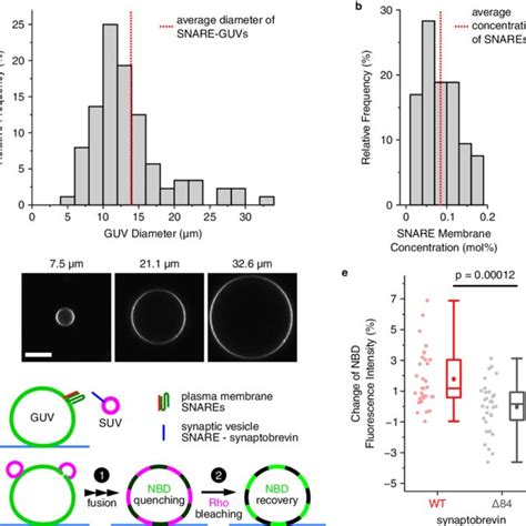 Chemical Structures Of Dopc Dspc Dppc Diphypc And Cholesterol Download Scientific Diagram