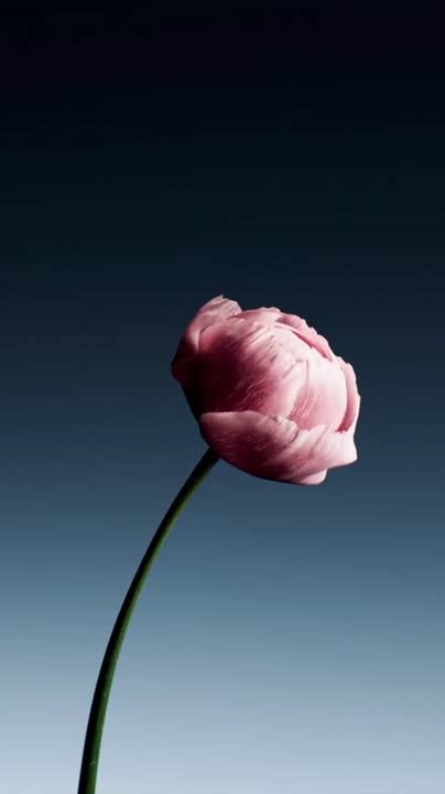 Houdini School On Linkedin Houdini Sidefx 3d Mograph Vfx Animation Render 3danimation