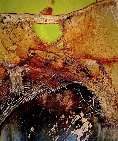 The Brilliance Of Barkwhen The Scars Heal Photograph By Patrick Ayden