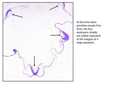 Ppt Implantation In The Nine Banded Armadillo Powerpoint Presentation