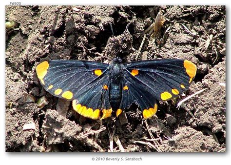 Melanis P Pixe Live Adults Page 1