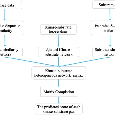 The Flow Chart Of Potential Kinase Substrate Interactions Download