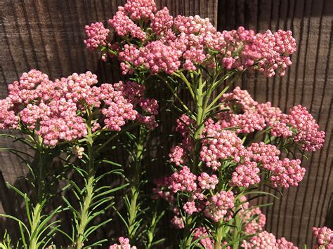 Dark Pink Rice Flower Ozothamnus Diosmifolius The Clayton Farm