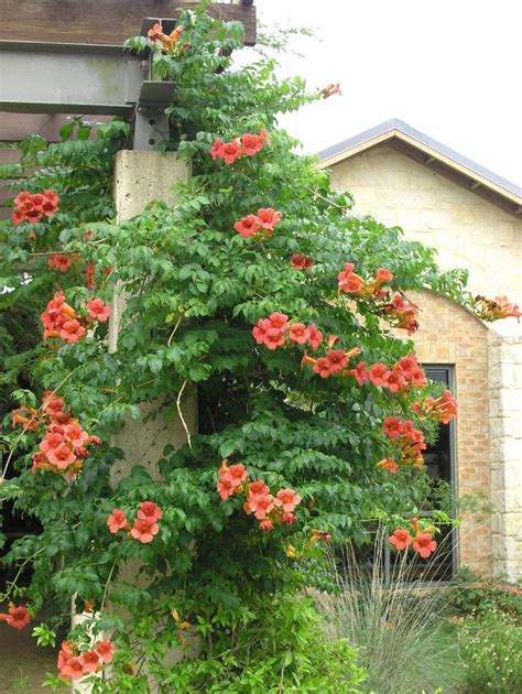30 Red Trumpet Creeper Hummingbird Vine Campsis Seeds