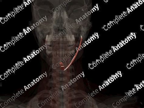 Suprahyoid Muscles Left Complete Anatomy