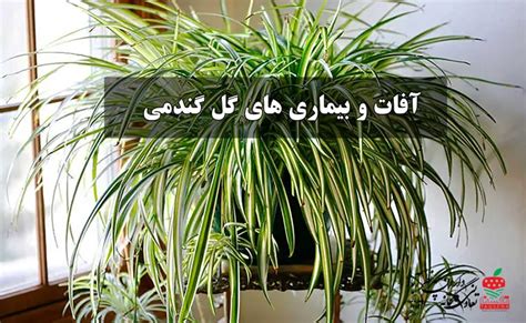 آفات و بیماری های گل گندمی تعاونی گلخانه داران سپهر