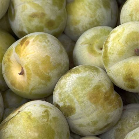 Buy Flavor Queen Pluot Trees Online At Ty Ty Plant Nursery Llc