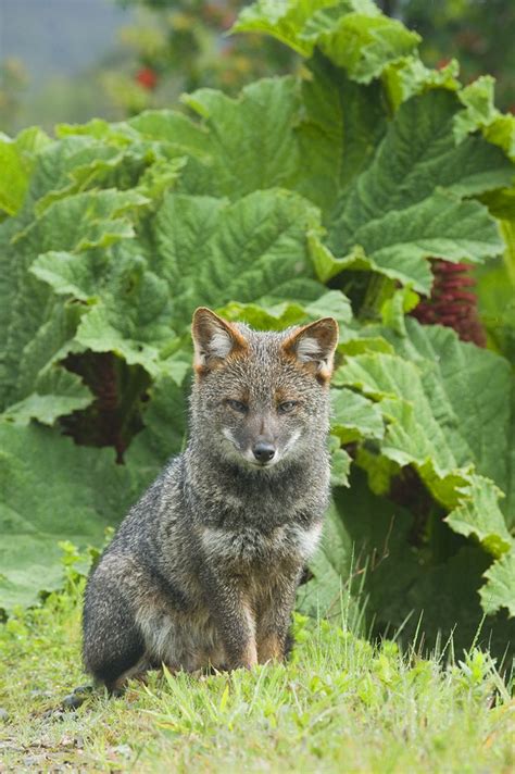 Darwins Fox Lycalopex Fulvipes