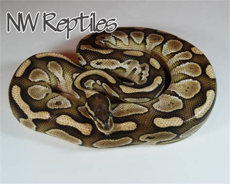 Pastel Lesser Bee Ball Python