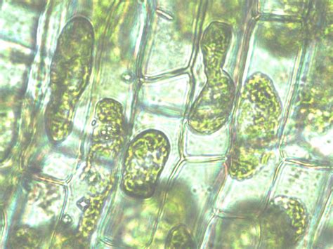 15 Microscopía Libretexts Español