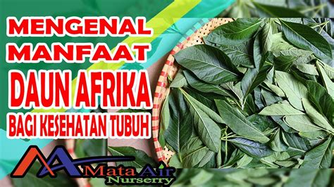 Mengenal Manfaat Daun Afrika Bagi Kesehatan Youtube