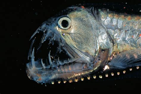 Viperfish Photos