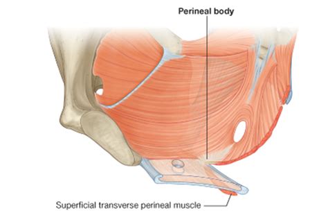 Human Anatomy Pelvis And Perineum Lecture Notes