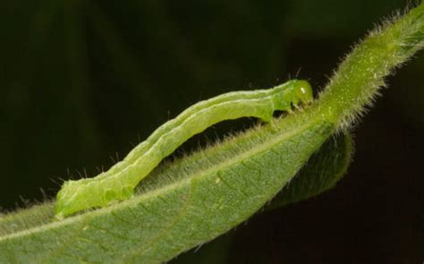 Soybean Looper Soybean Pest Soybean Research And Information Network Srin