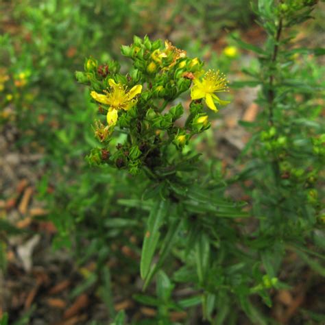 Roundseed St Johnswort Hypericum Sphaerocarpum Plant Care And How To