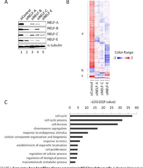 Figure 1 From Human Negative Elongation Factor Activates Transcription And Regulates Alternative