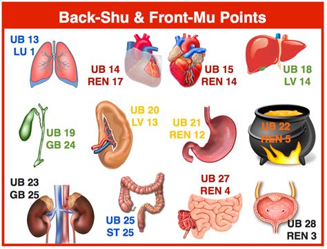 All About The Tcm Urinary Bladder Acupro Academy Acupuncture Online