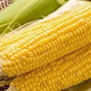 1 Oz 100 Yellow Waxy Corn Seeds Sticky Glutinous Corn Non Gmo