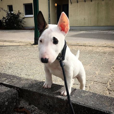 Bull Terrier Puppies White