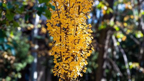 Armstrong Gold Maple Tree Grow Stunning Golden Fall Color