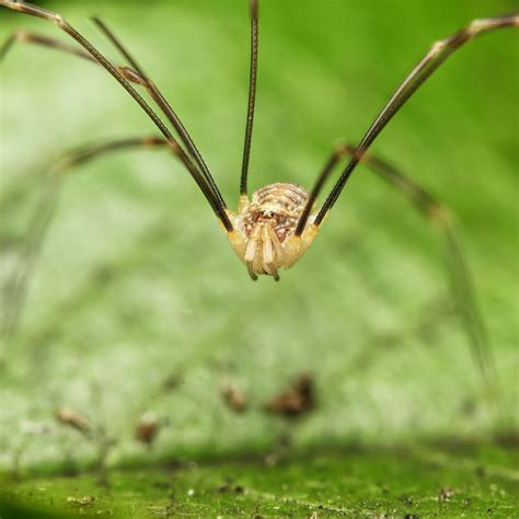 Are Daddy Longlegs Spiders Spider Control Near Me