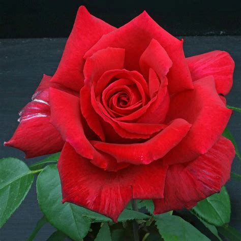 Marshalls Garden Rose Velvet Fragrance Hybrid Tea Fragrant Deep