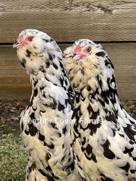 Ermine Ameraucana Chick Unsexed Feather Lover Farms