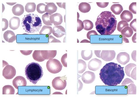 Anatomy 2 Practical 1 Review Flashcards Quizlet