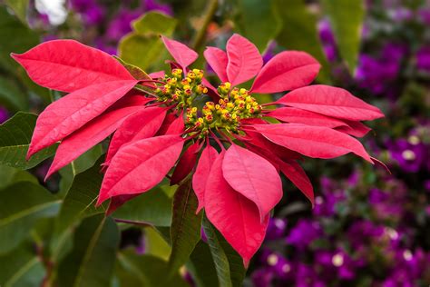 How To Grow Poinsettias