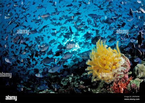 Shoal Of Redtooth Triggerfishes Adn Yellow Crinoid Odonus Niger