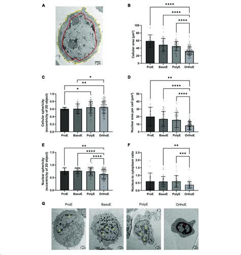 Cellular And Nuclear Characteristics Of Erythroblasts A