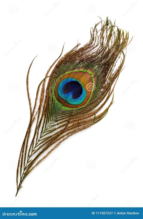Top View Of Peacock Feather Stock Image Image Of Exotic Decor 117507237