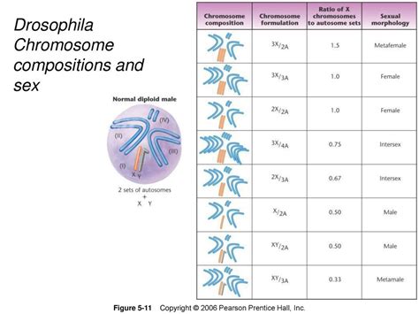 sex determination and sex chromosomes ppt download
