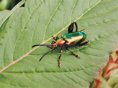 Macro Shoot Of Sagra Femorata Frog Legged Beetle Rest On A Leaf Stock