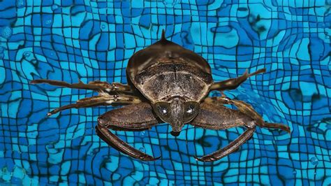 Beware Of This Giant ‘toe Biting Water Bug This Summer The Weather