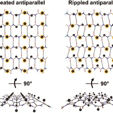 Pleated And Rippled Antiparallel Periodic β Sheet Layers Hypothesized