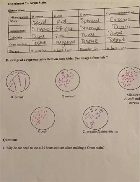 Solved Help With Questions 1 3 Experiment 7 Gram Stain Ob