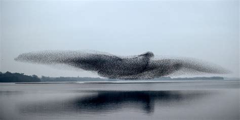 James Crombie Murmuration Photographer Wins Press Awards