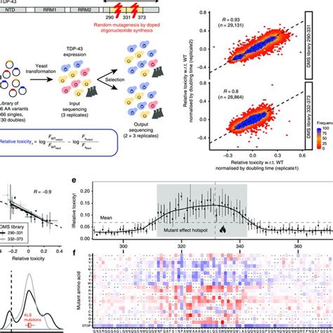 Variant Effect Prediction And Feature Importance Scores A Schema Of