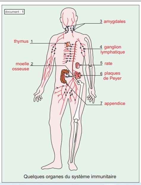Le Système Immunitaire 3ème Année Collège 3apic
