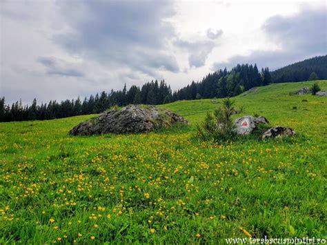 Codrul Secular Slătioara Comoara Ascunsă A Bucovinei