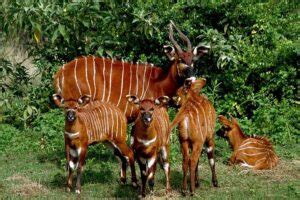 Bongo Antelope Facts Habitat And Pictures Interesting Animals