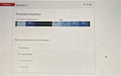 Solved Promoter Mutation Lacp Mutant Lactose Is Present