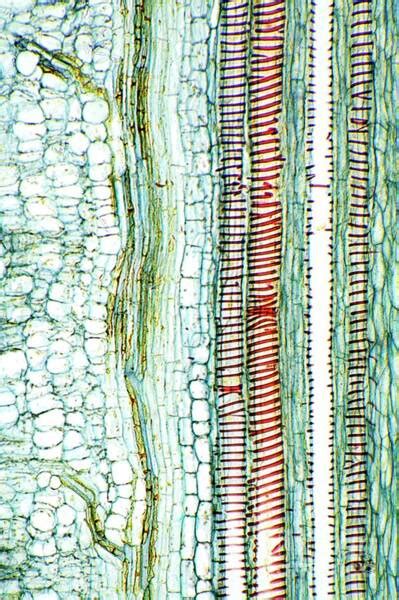 Dicotyledon Posters By Science Photo Library